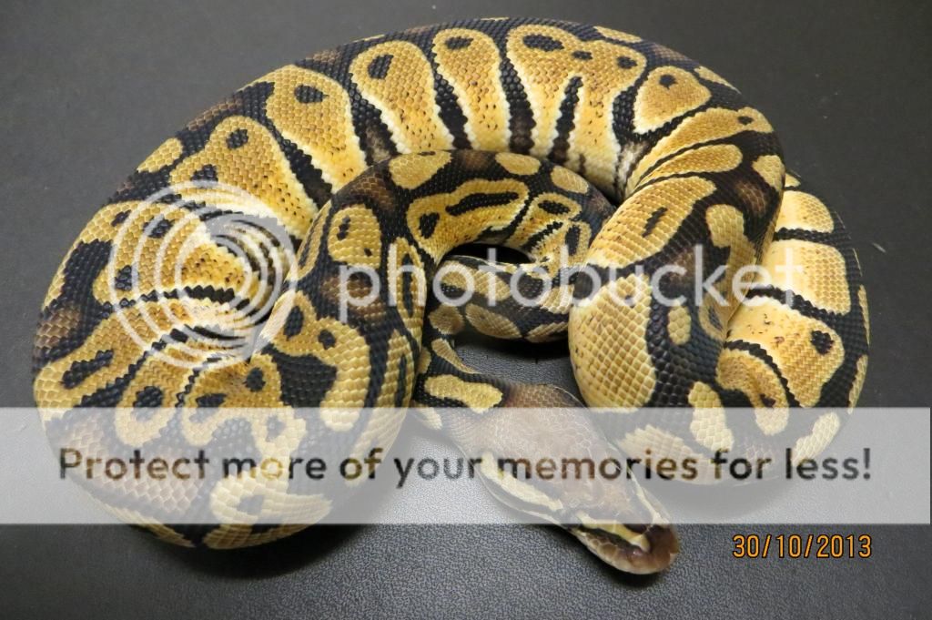 SE England - 2013 Ball Python Regius morphs | Reptile Forums