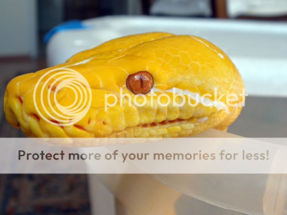 This is my white phase albino retic... | Reptile Forums