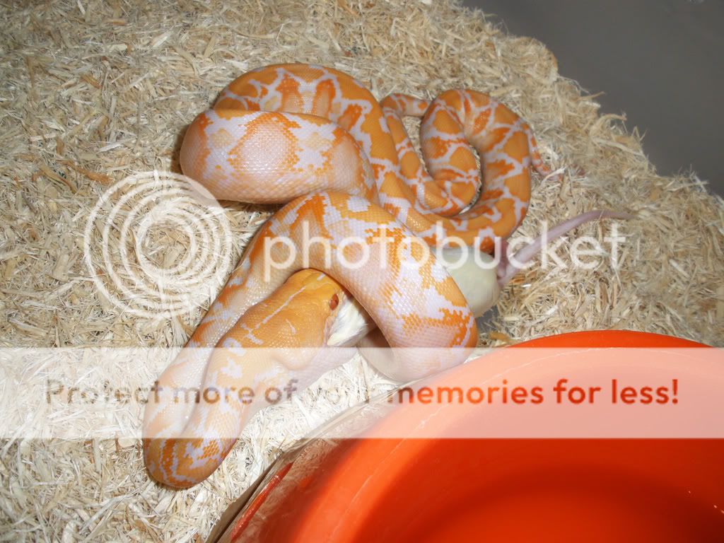 This is my white phase albino retic... | Reptile Forums