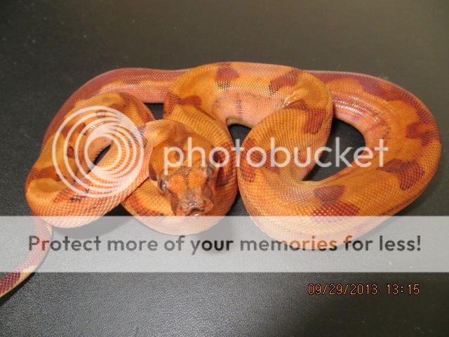 Hypo blood poss jungle boa. | Reptile Forums