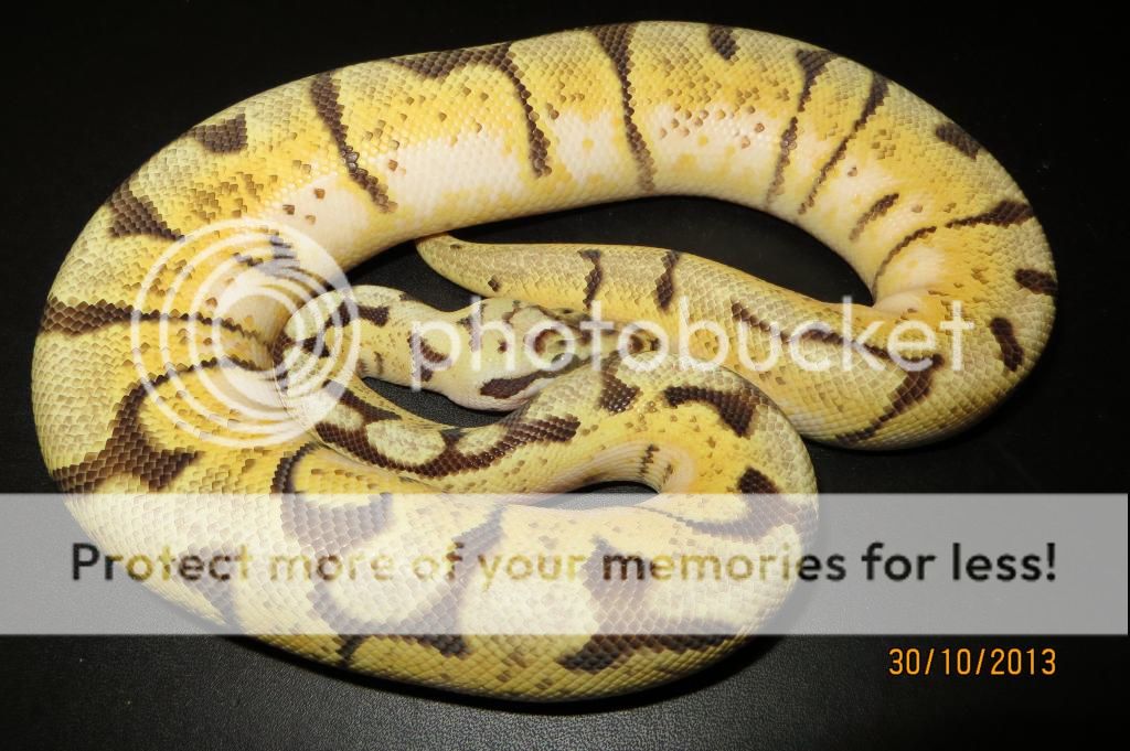 SE England - 2013 Ball Python Regius morphs | Reptile Forums